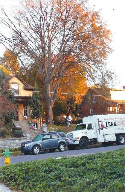 Work Gallery | Lenk Tree Service