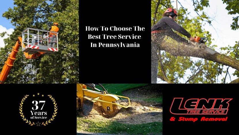 How to Choose the Best Tree Service Company in Pennsylvania