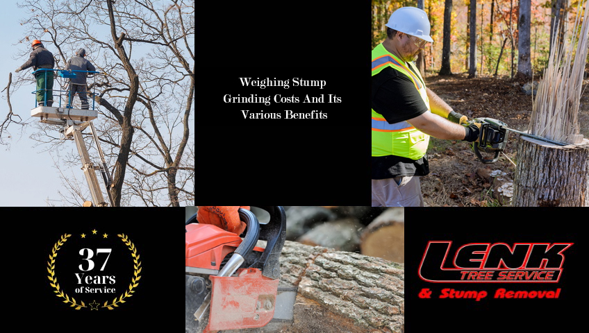 Stump Grinding Cost And Its Various Benefits